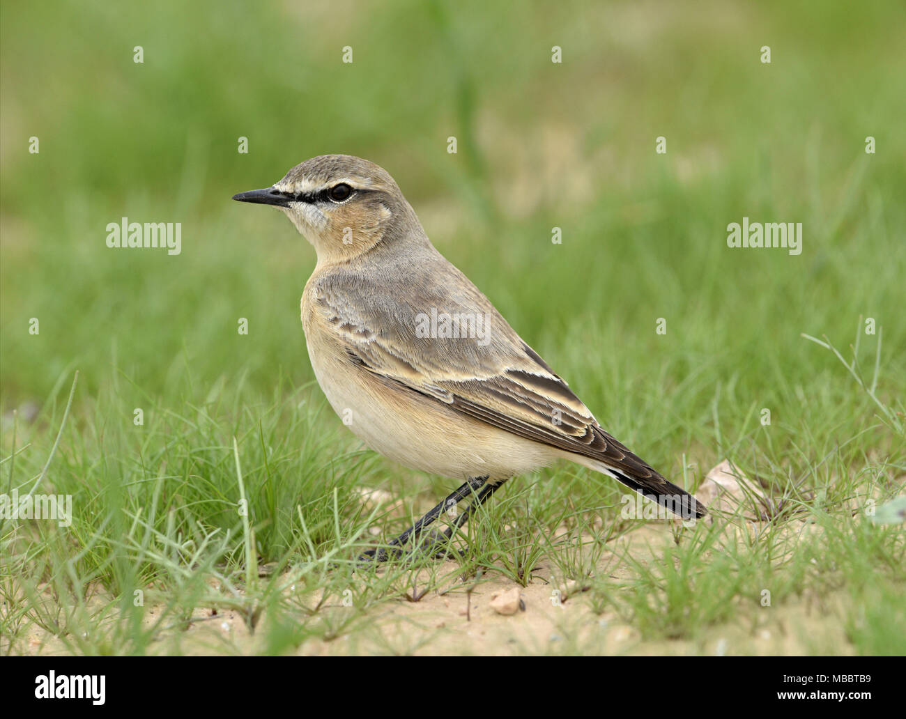 Isabelline Wheatear - Oenanthe isabellina Stock Photo - Alamy
