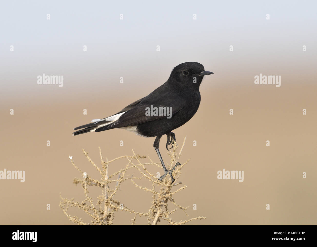 Basalt wheatear hi-res stock photography and images - Alamy