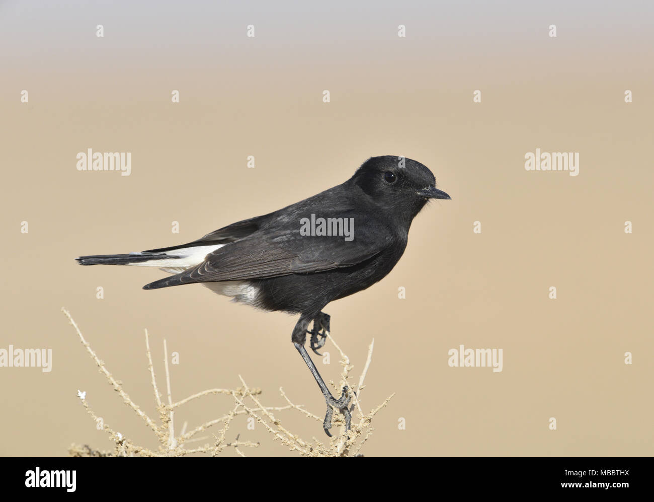 Basalt Wheatear - Oenanthe lugens warriae Stock Photo - Alamy