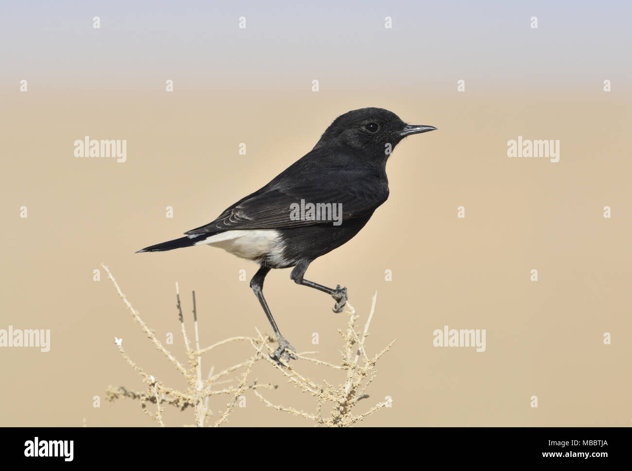 Basalt wheatear hi-res stock photography and images - Alamy