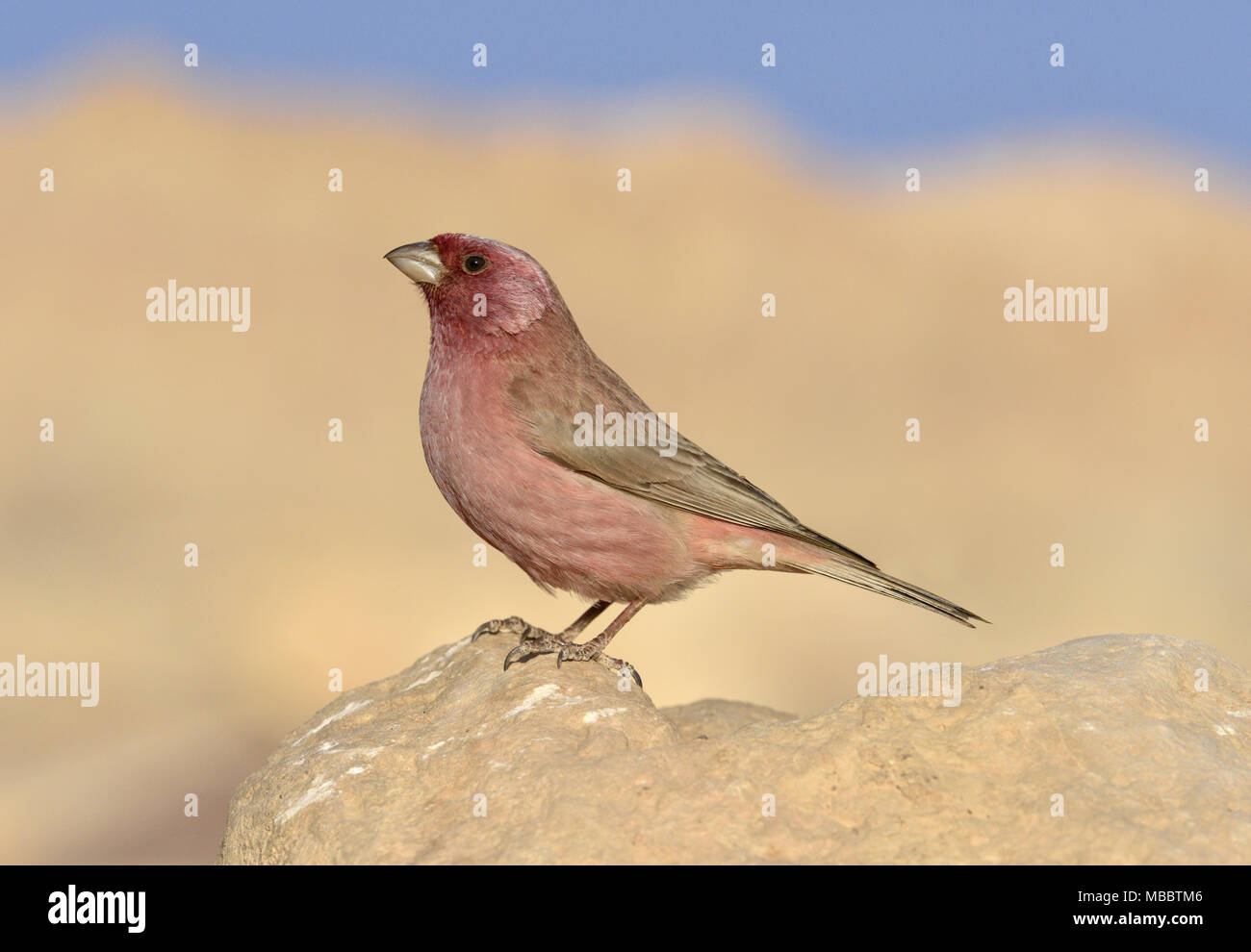 Sinai Rosefinch - Carpodacus synoicus Stock Photo - Alamy