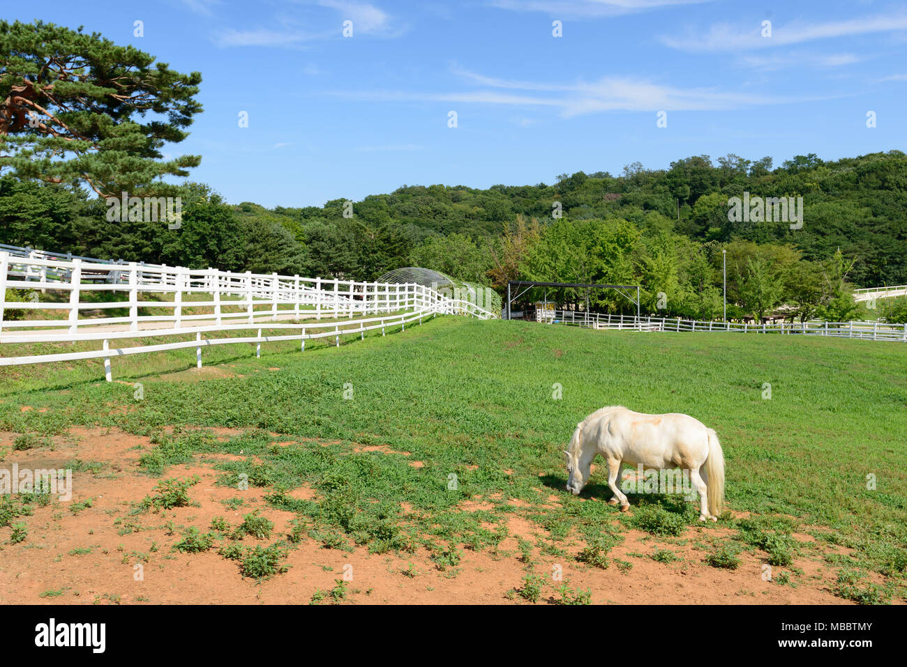 Goyang-si, Korea - July 16, 2015: Wondang horse ranch of Korea Racing ...