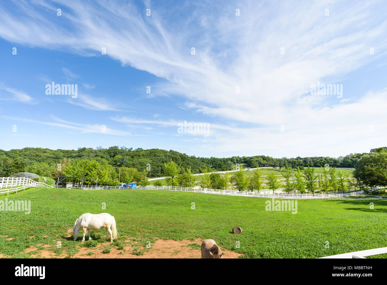 Goyang-si, Korea - July 16, 2015: Wondang horse ranch of Korea Racing ...