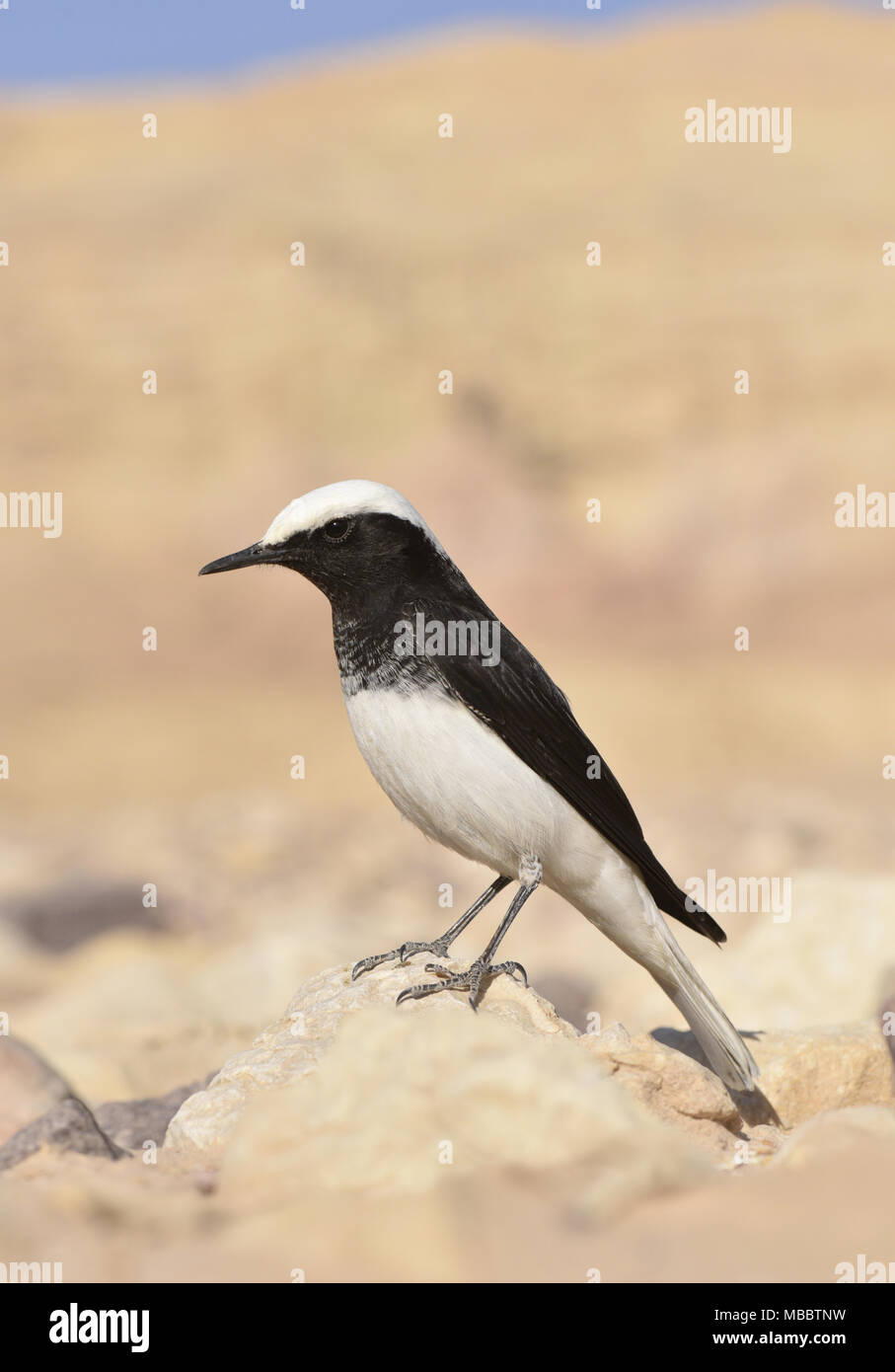 Oenanthe monacha hi-res stock photography and images - Alamy