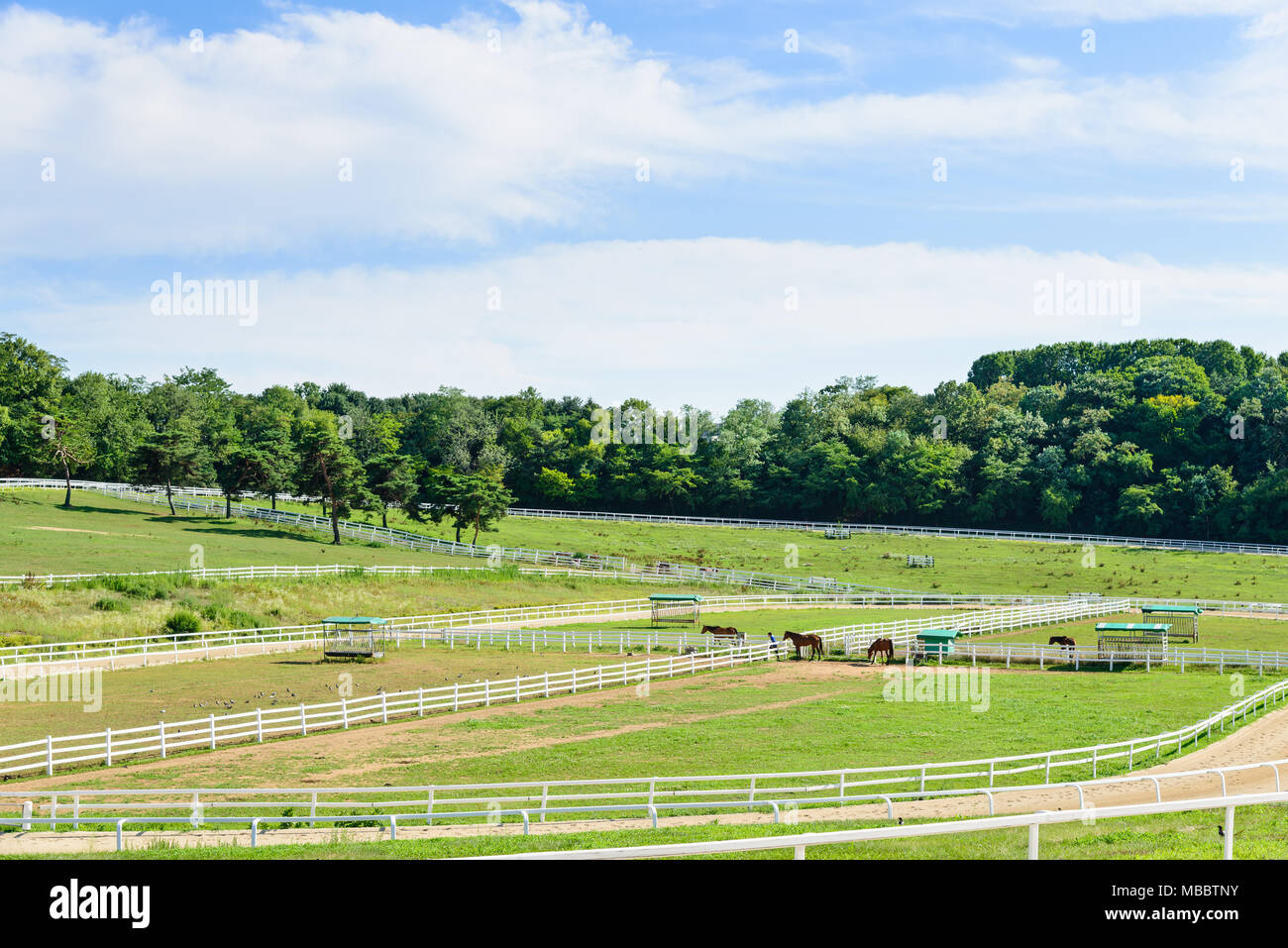 Goyang-si, Korea - July 16, 2015: Wondang horse ranch of Korea Racing ...