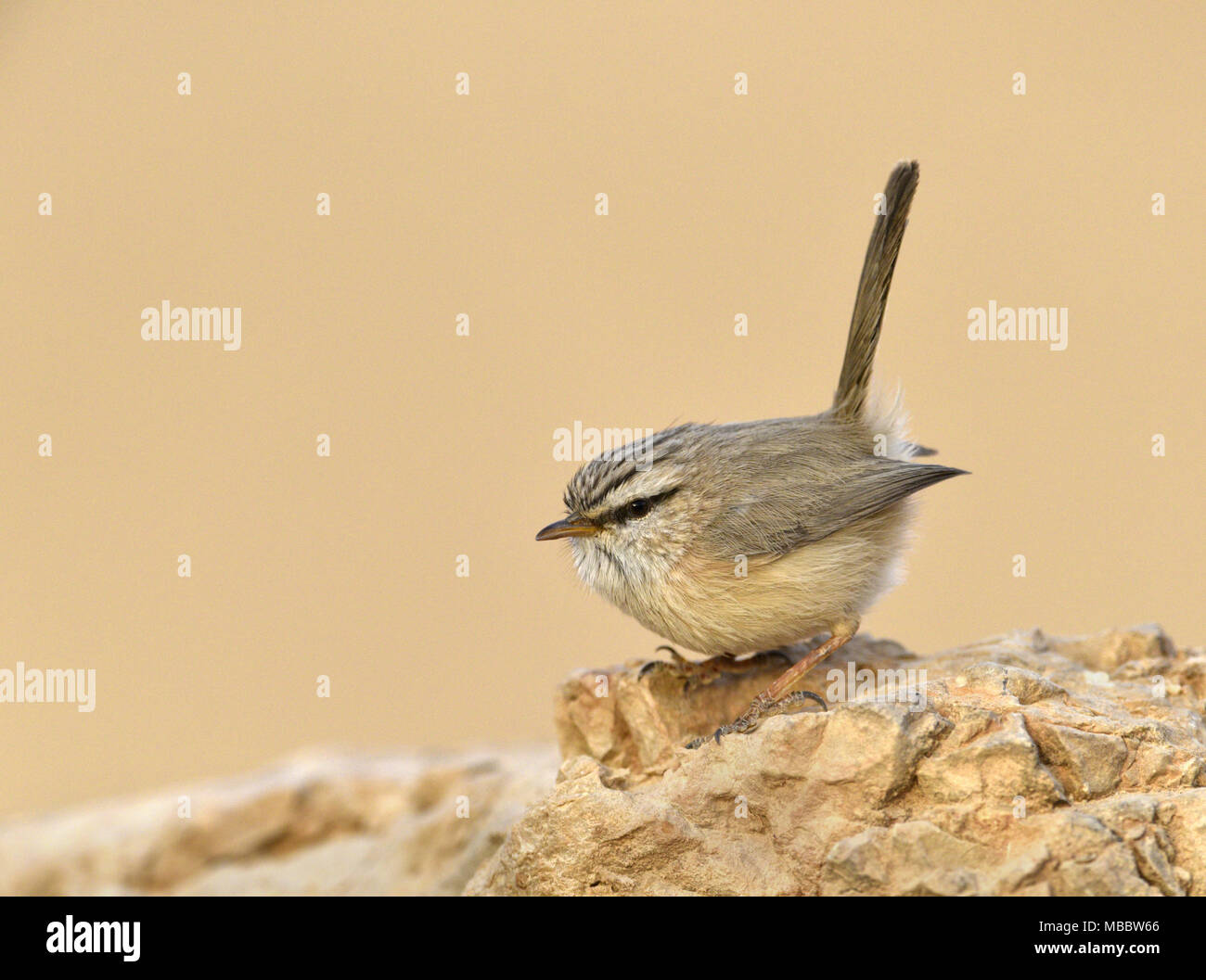 Streaked scrub hi-res stock photography and images - Alamy