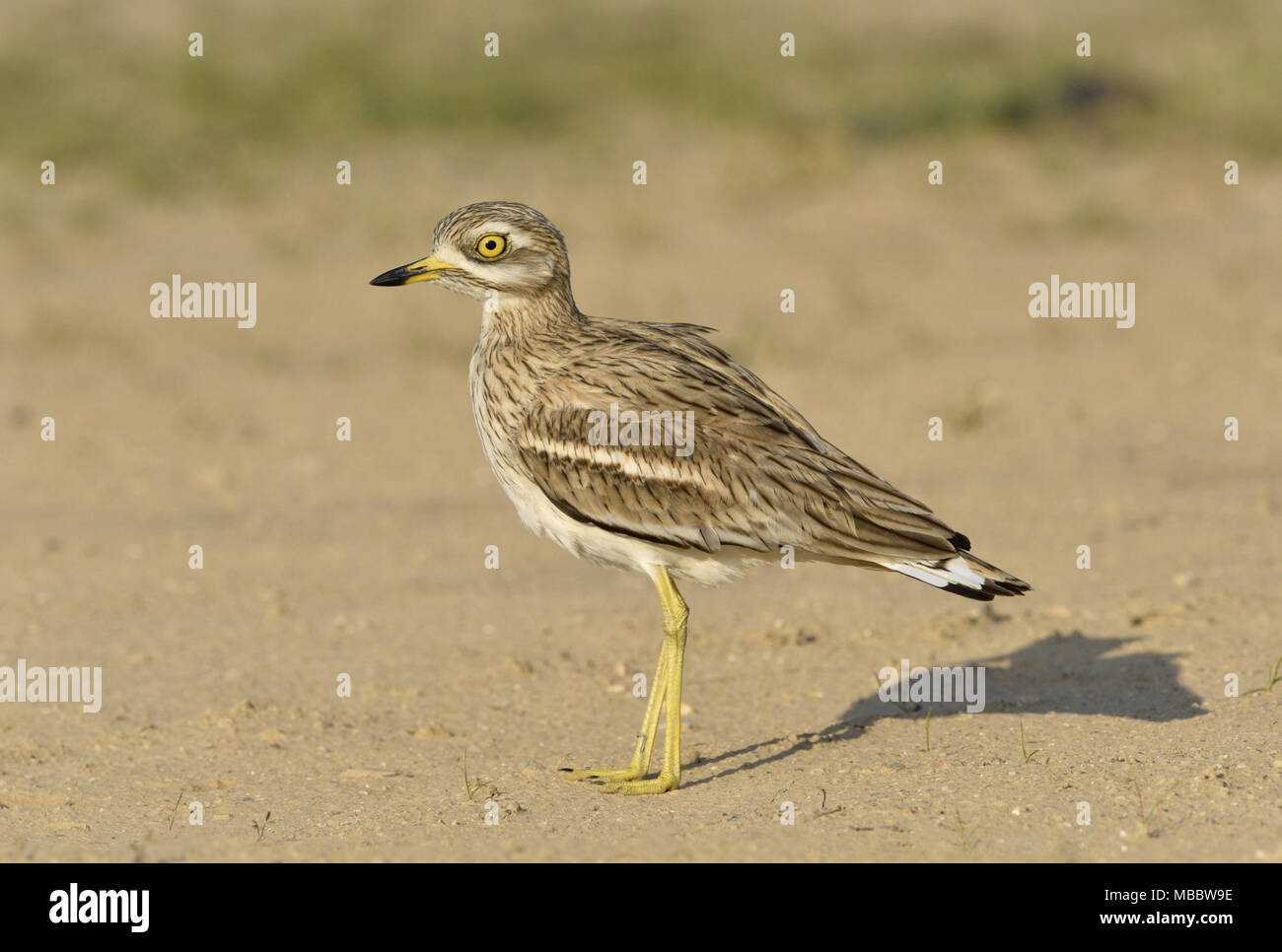 Stone Curlew - Burhinus oedicnemus Stock Photo - Alamy