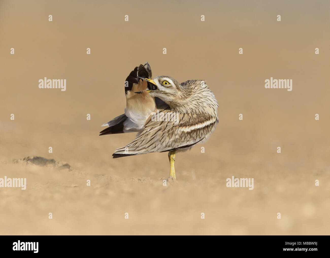 Stone Curlew - Burhinus oedicnemus Stock Photo - Alamy