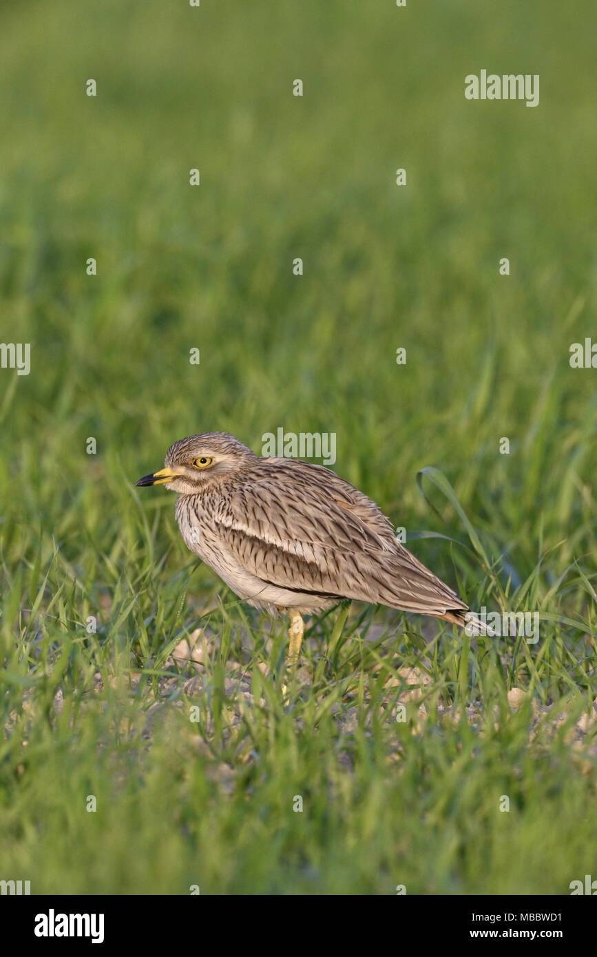 Stone Curlew - Burhinus oedicnemus Stock Photo - Alamy