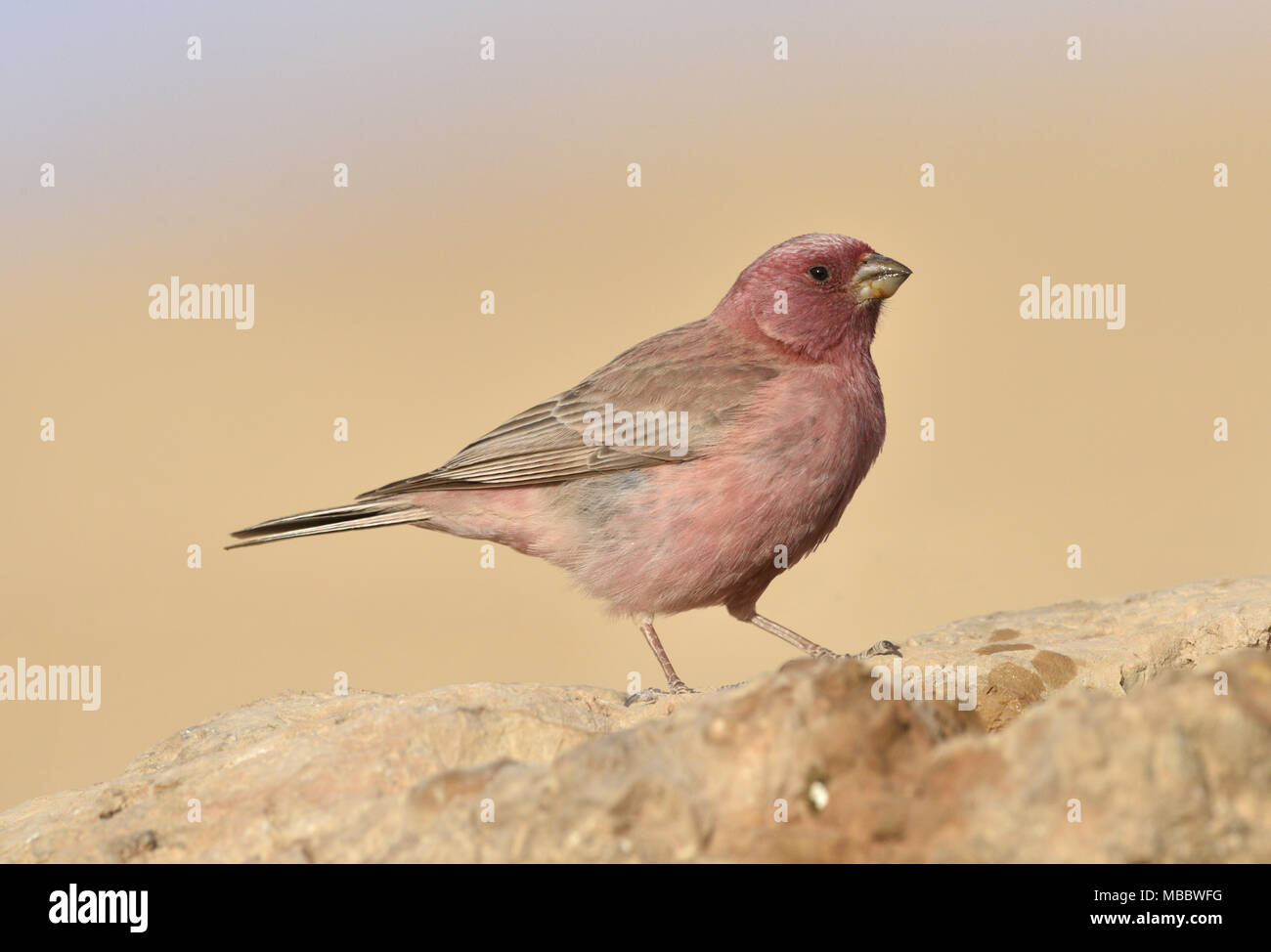 Sinai Rosefinch - Carpodacus synoicus - male Stock Photo - Alamy