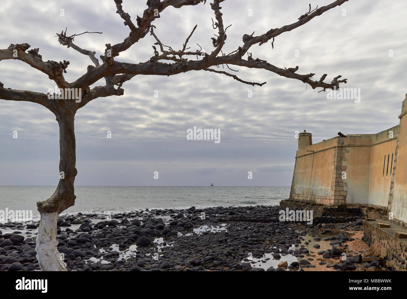 White painted trubk hi-res stock photography and images - Alamy