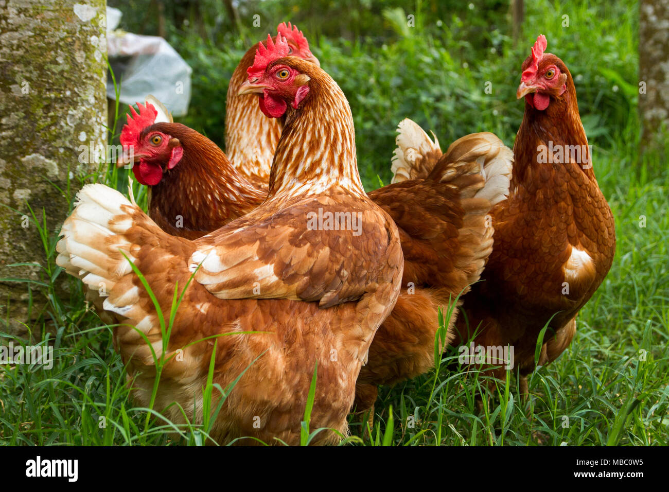 Gathering of chickens hi-res stock photography and images - Alamy