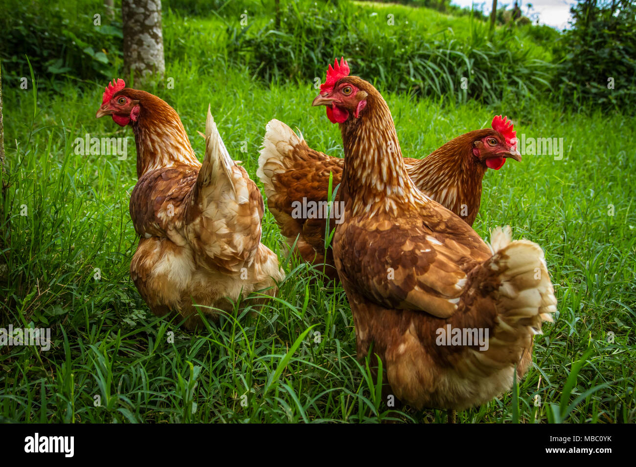 Free range chickens gathering in the shade under the tree Stock Photo ...