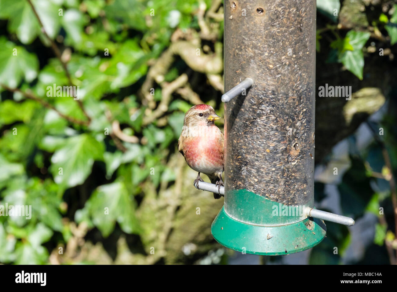 Linnet bird feeder hi-res stock photography and images - Alamy