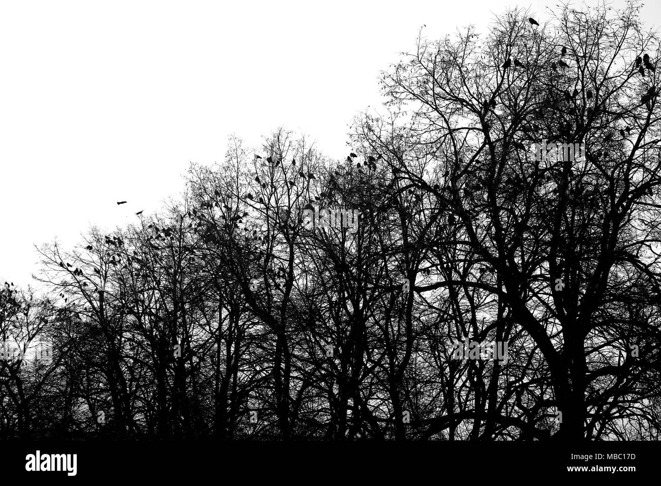 Birds flying to the trees hi-res stock photography and images - Alamy