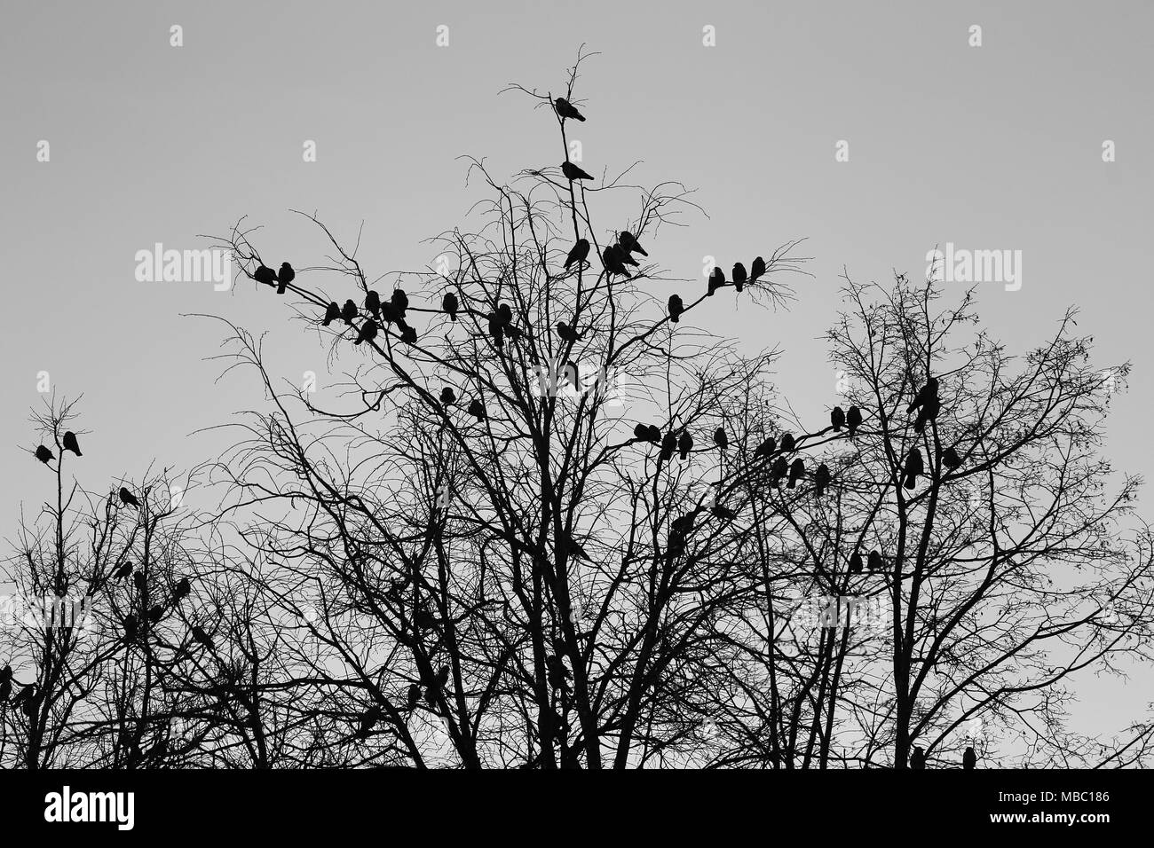 Birds flying to the trees hi-res stock photography and images - Alamy