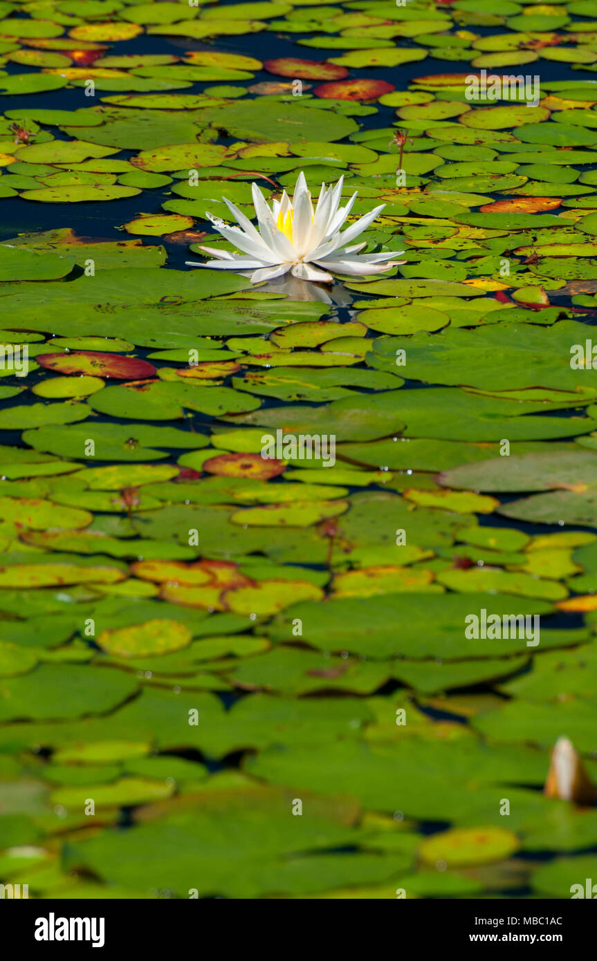 Water lilies on Bolton Notch Pond, Bolton Notch State Park, Connecticut ...
