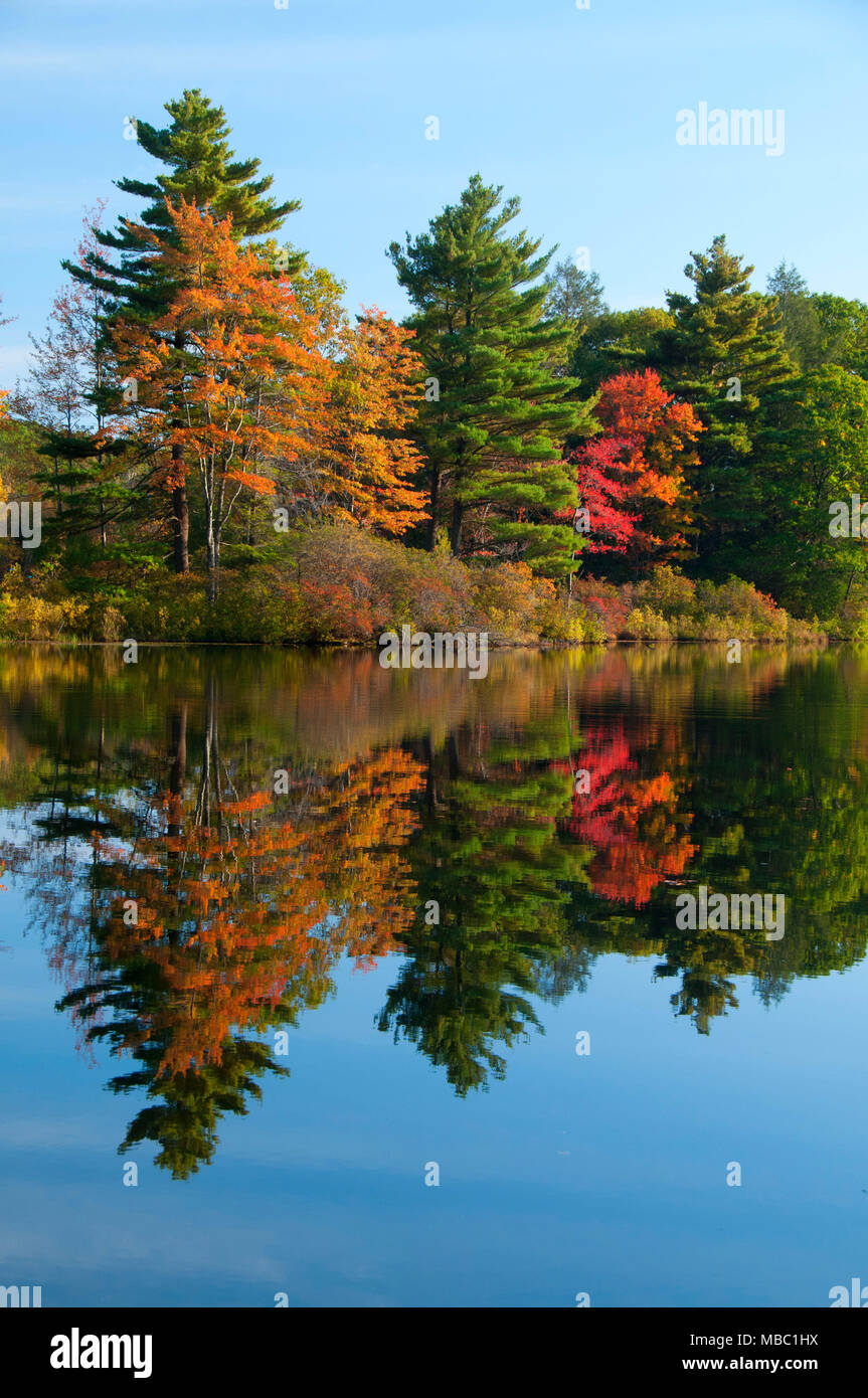 Morey Pond, Nipmuck State Forest, Connecticut Stock Photo - Alamy