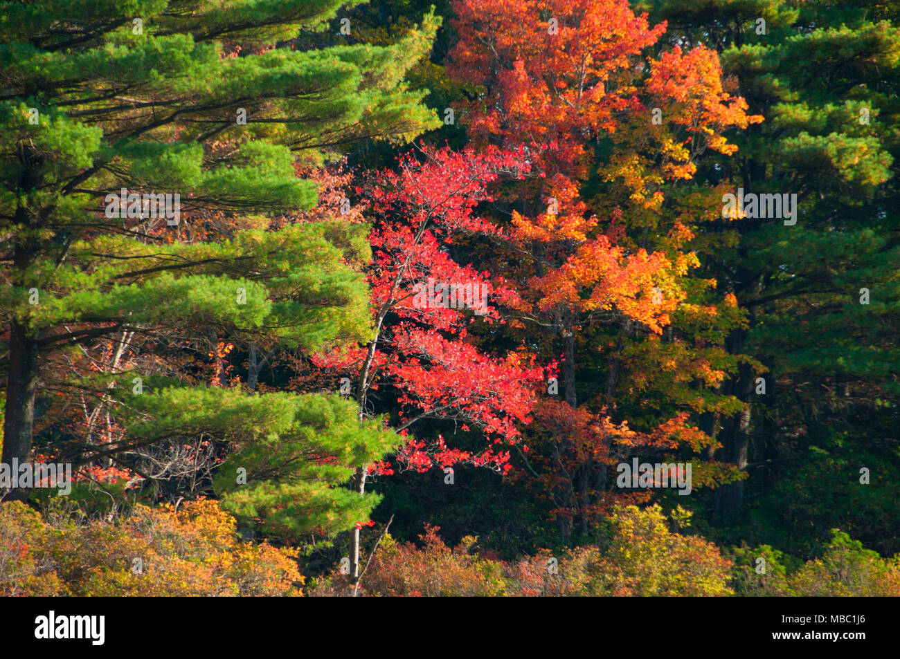 Forest by Morey Pond, Nipmuck State Forest, Connecticut Stock Photo - Alamy