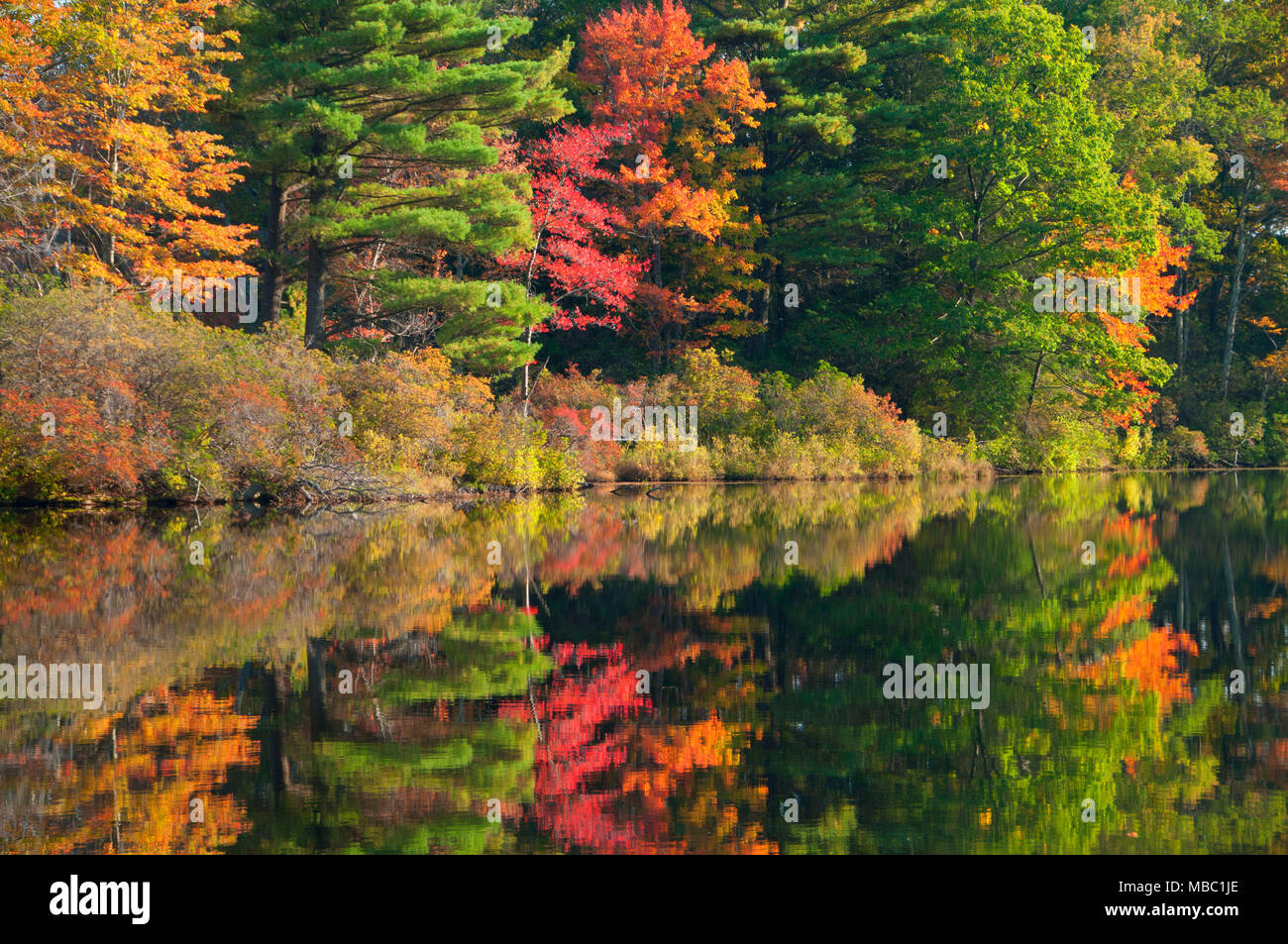 Morey Pond, Nipmuck State Forest, Connecticut Stock Photo - Alamy