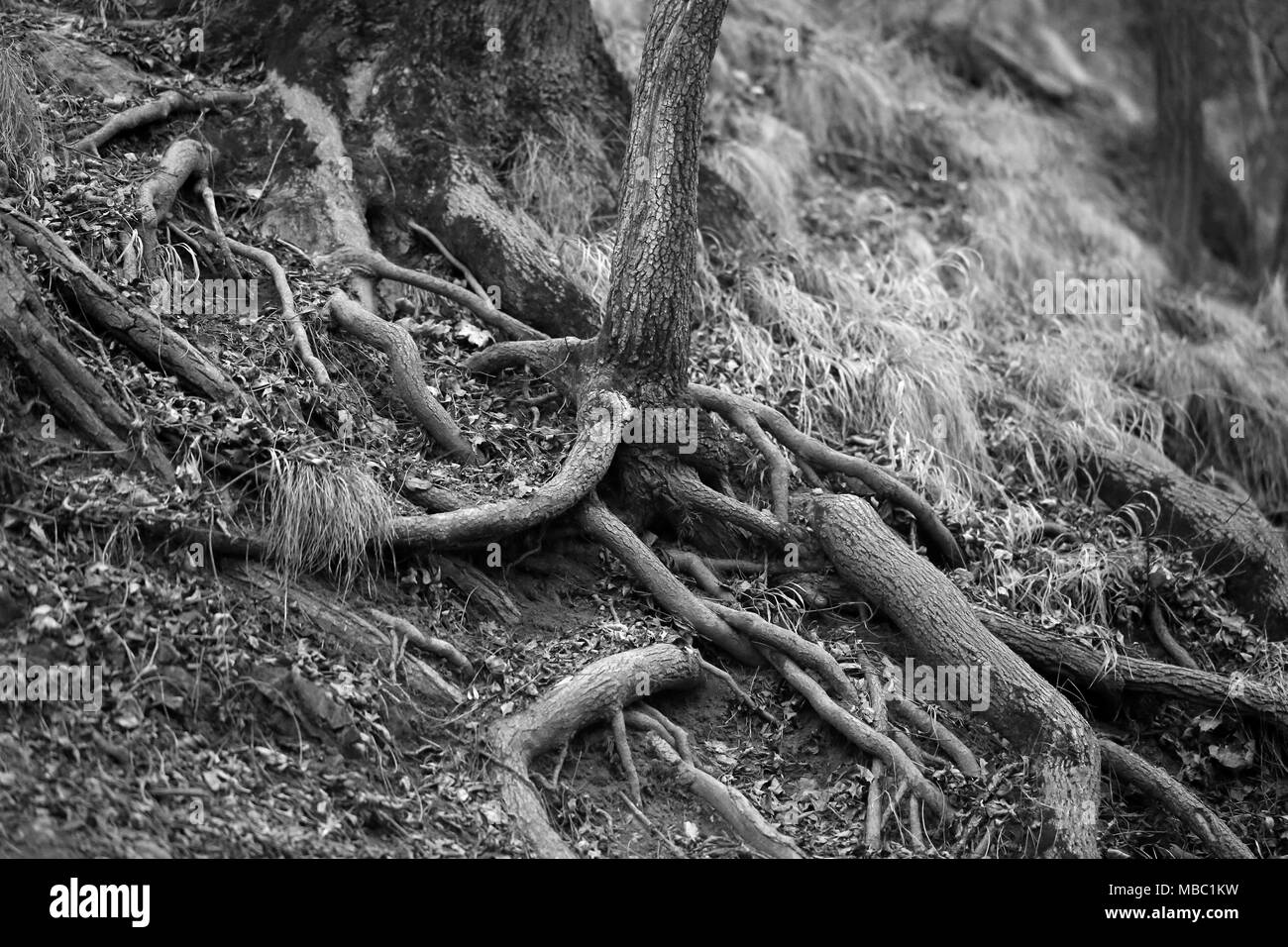 Photo of unusual tree roots in the forest evening Stock Photo - Alamy
