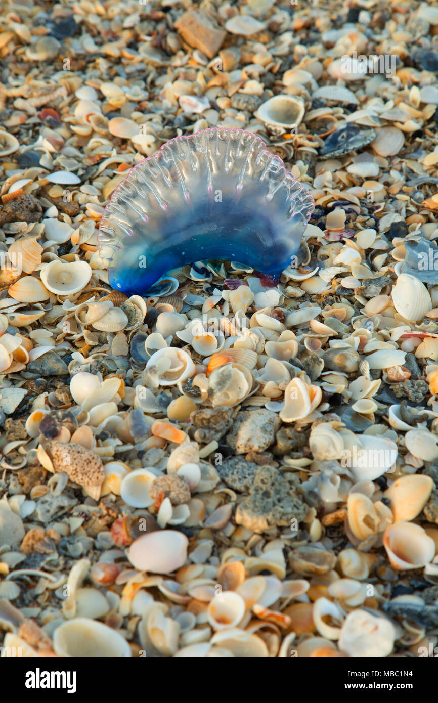Portuguese man o war jellyfish hi-res stock photography and images - Alamy