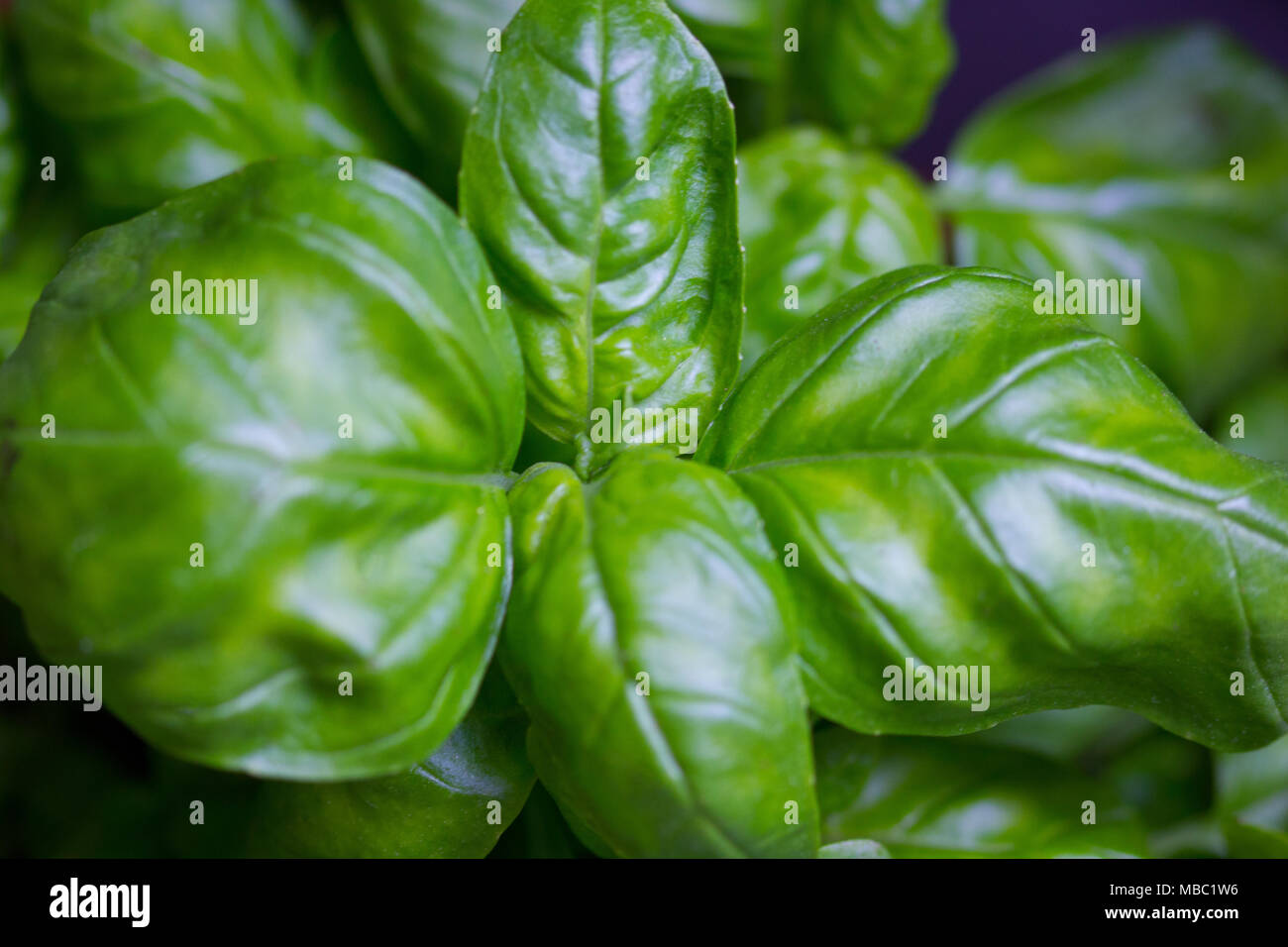 Basil photography hi-res stock photography and images - Alamy
