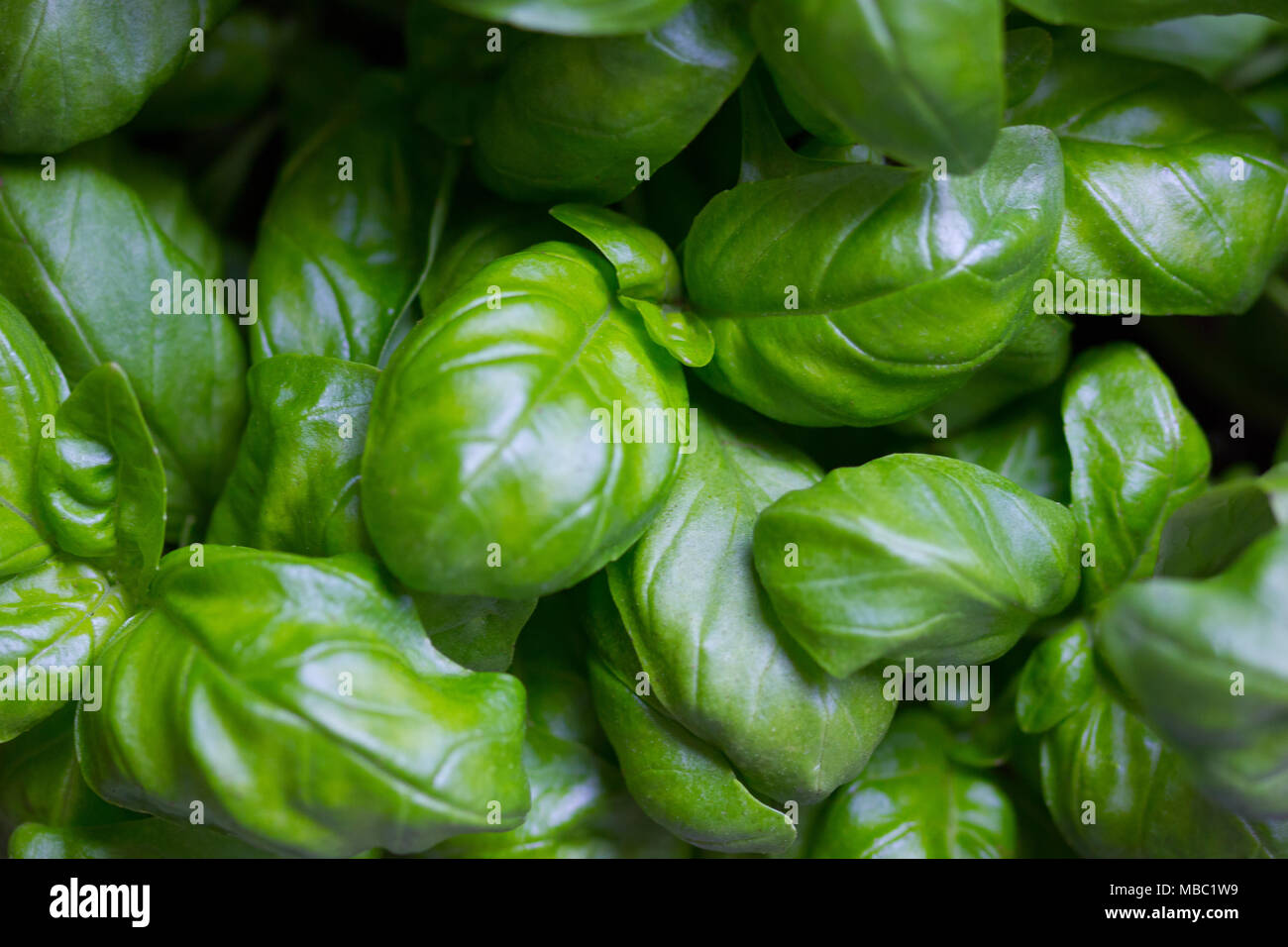Beautiful basil hi-res stock photography and images - Alamy