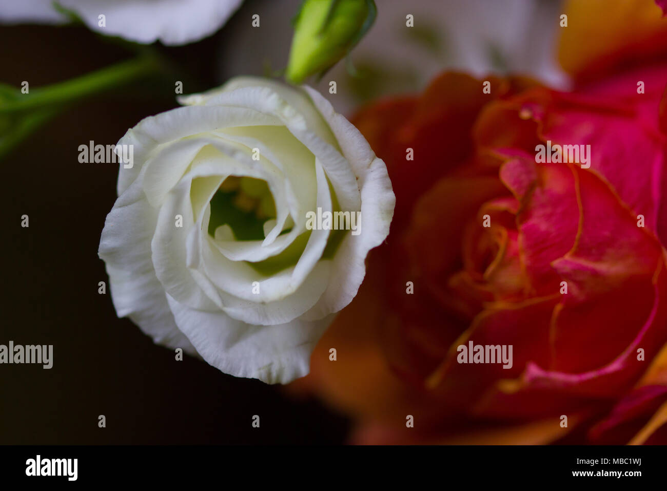 Small white rose hi-res stock photography and images - Alamy