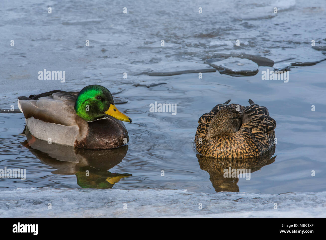 Frozen Duck Feet High Resolution Stock Photography and Images - Alamy