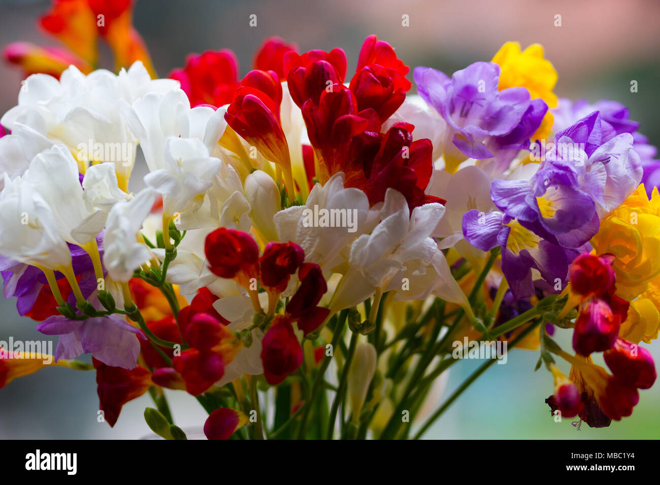 Freesias hi-res stock photography and images - Alamy