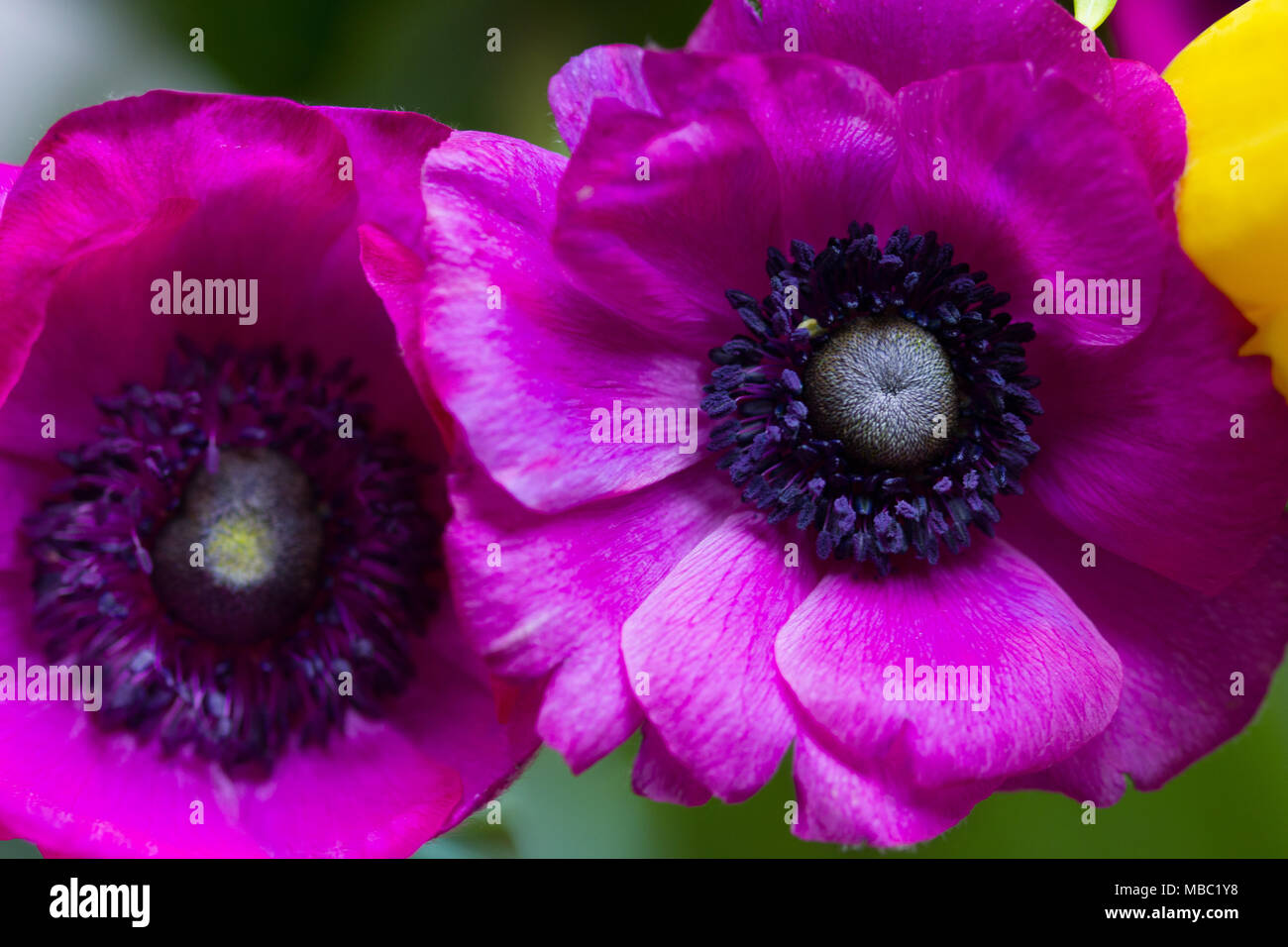 a beautiful close-up picture of bright pink anemones Stock Photo - Alamy