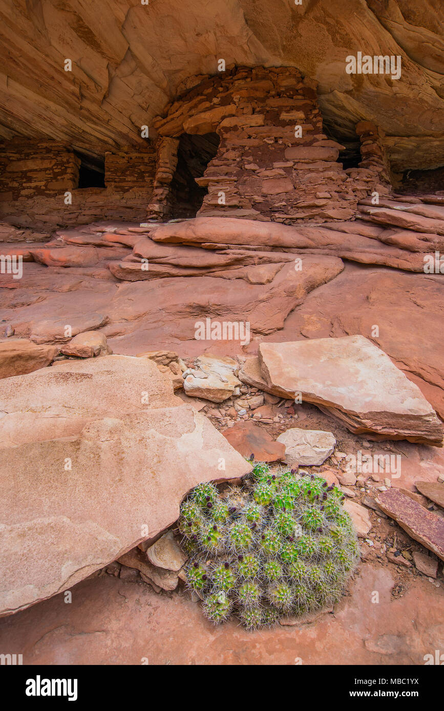 Anasazi ruins at Mule Canyon, ancestral Pueblo ruins, Utah, USA, by ...