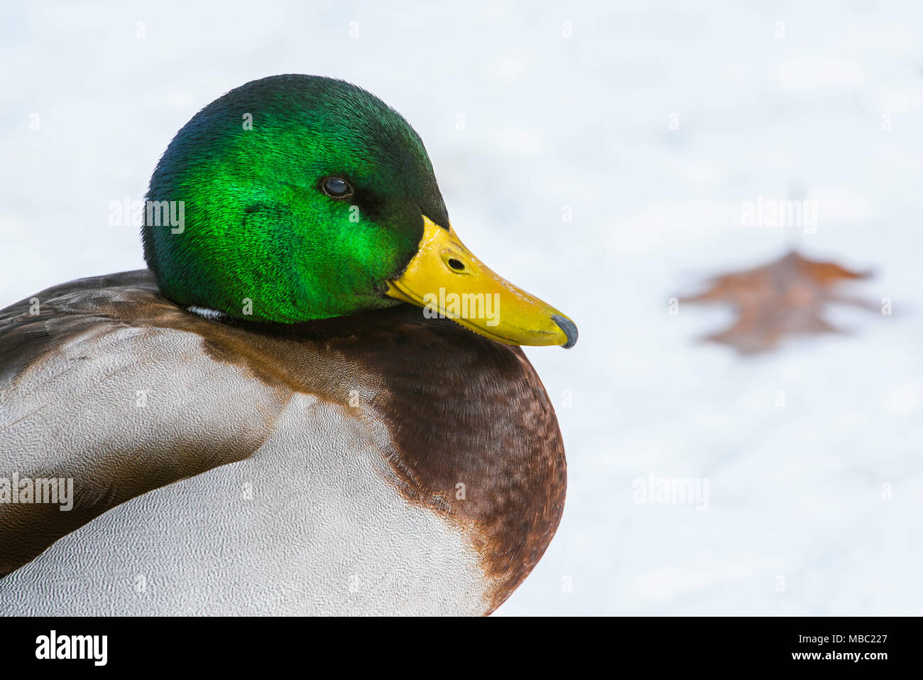 Mallard Duck (Anas platyrhynchos), Winter, E North America, by Bruce ...