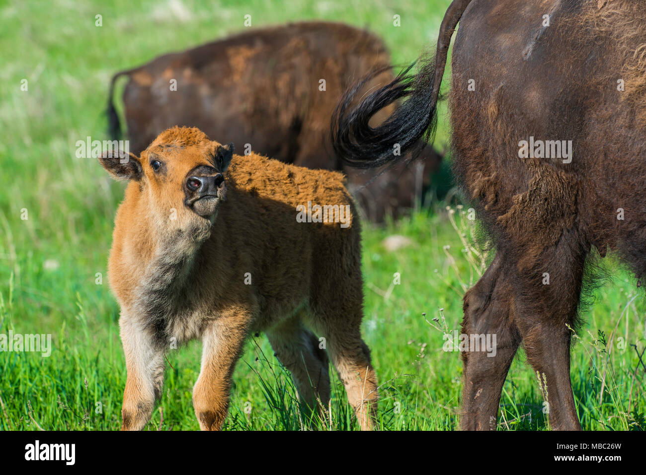 Bison brown hair photo hi-res stock photography and images - Alamy