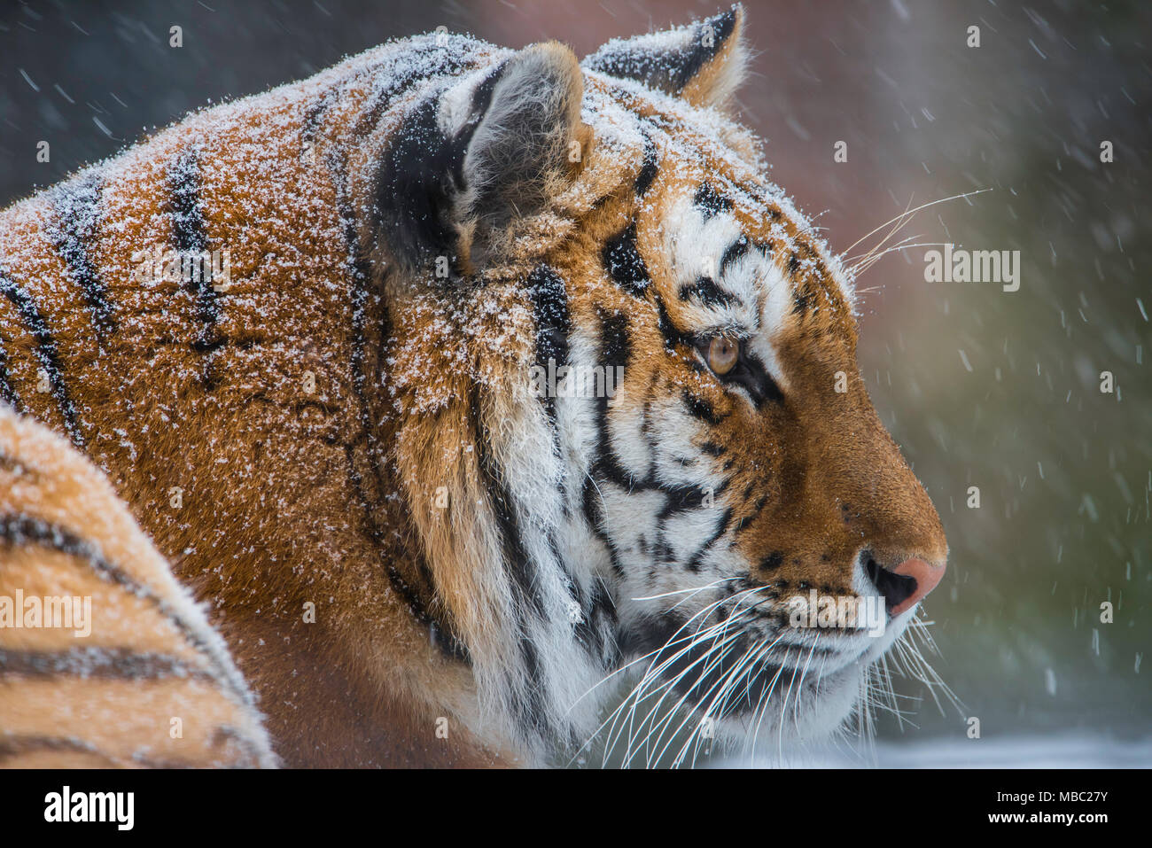 Sikhote alin hi-res stock photography and images - Alamy