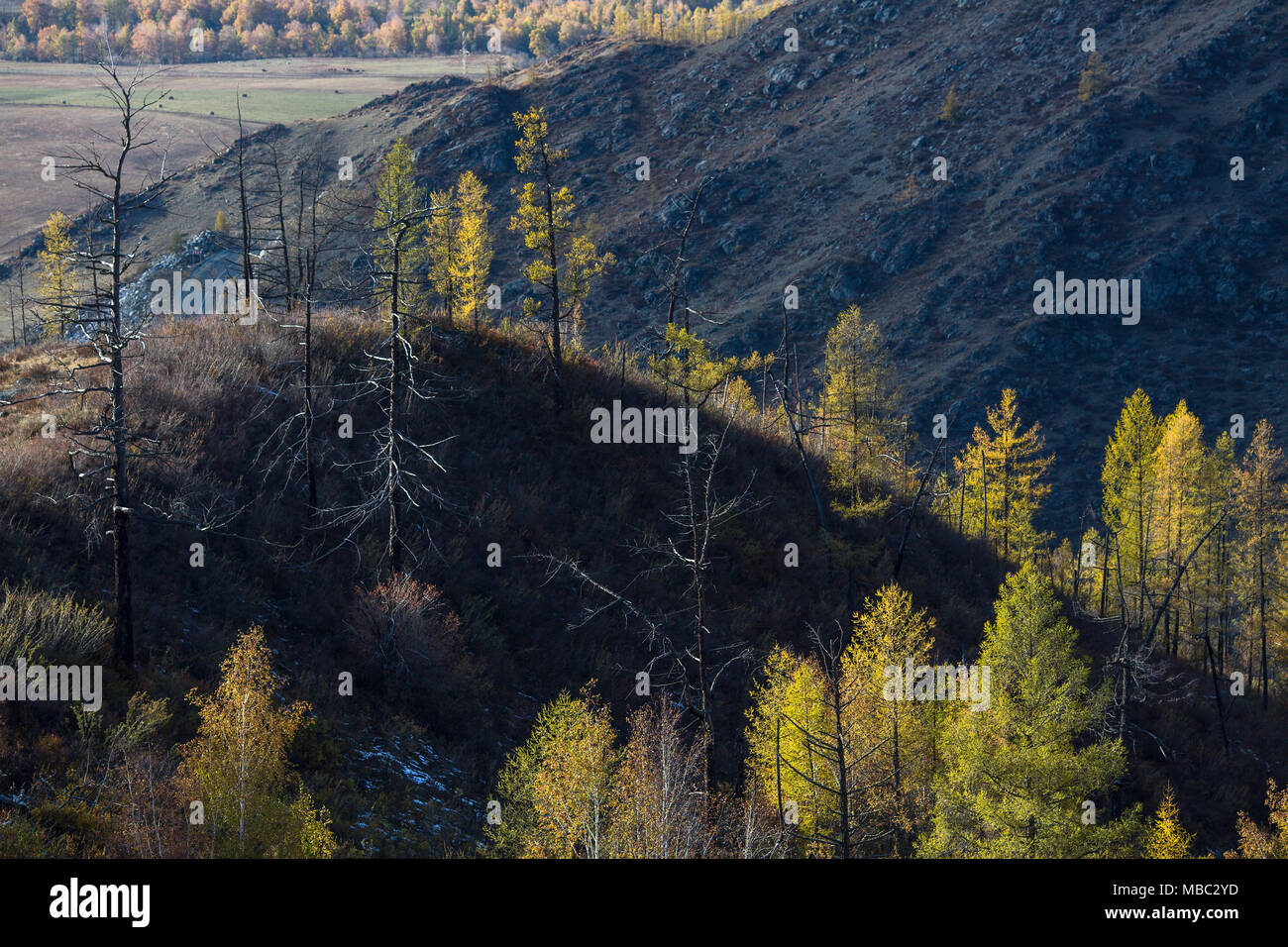 Landscapes of the Altai Republic Mountains at autumn, Russia Stock ...
