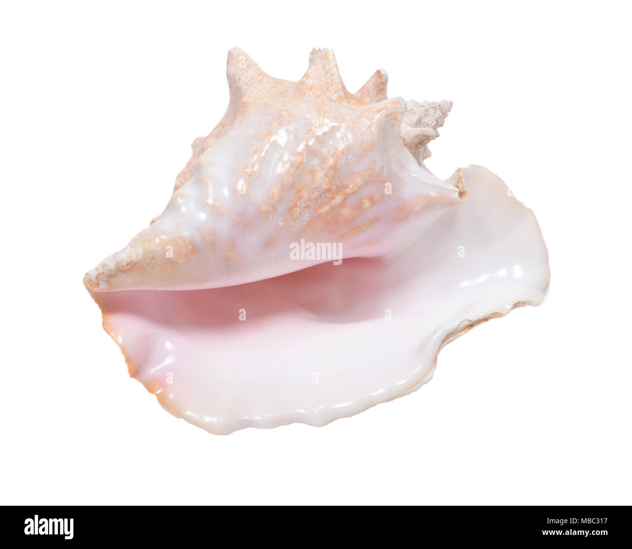 Large pink queen conch seashell isolated on white background Stock ...