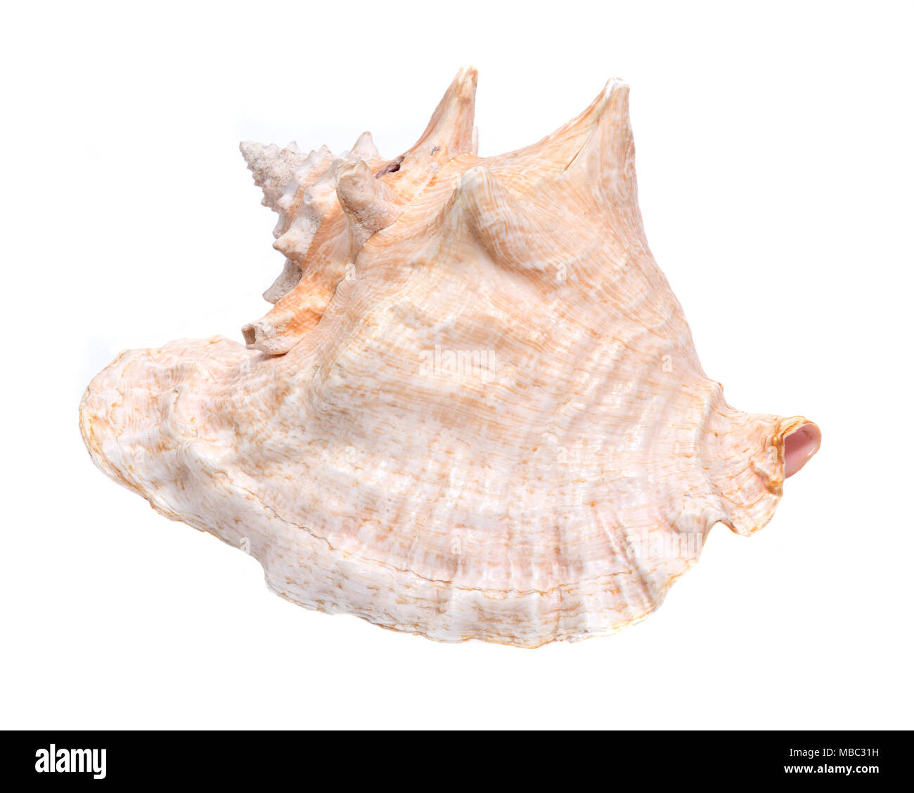 Large pink queen conch seashell isolated on white background Stock ...