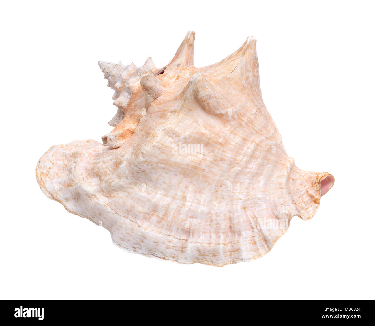 Large pink queen conch seashell isolated on white background Stock ...