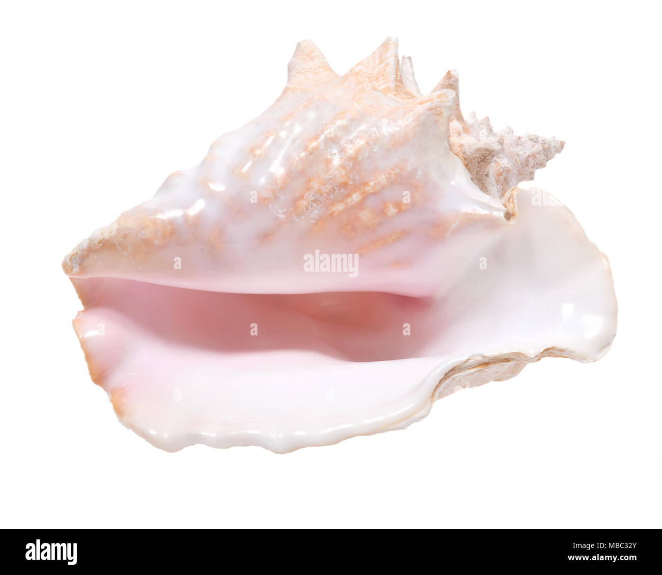 Large pink queen conch seashell isolated on white background Stock ...
