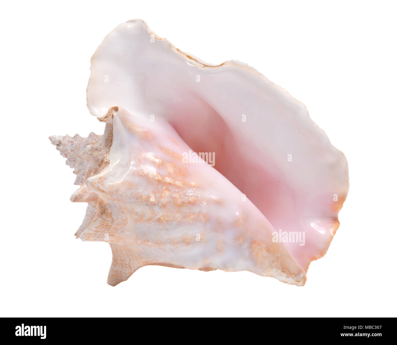 Large pink queen conch seashell isolated on white background Stock ...