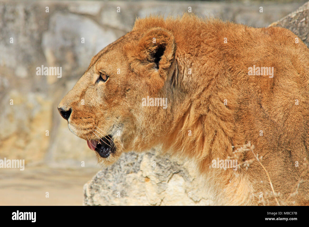 Lions head in profile Stock Photo - Alamy