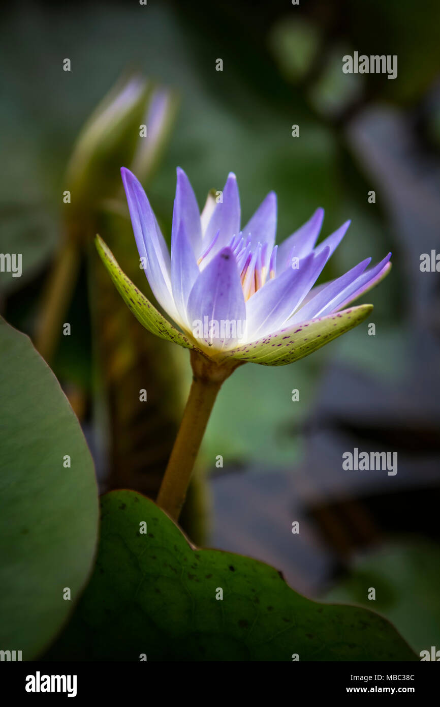 Beautiful Water lily close-up picture Stock Photo - Alamy