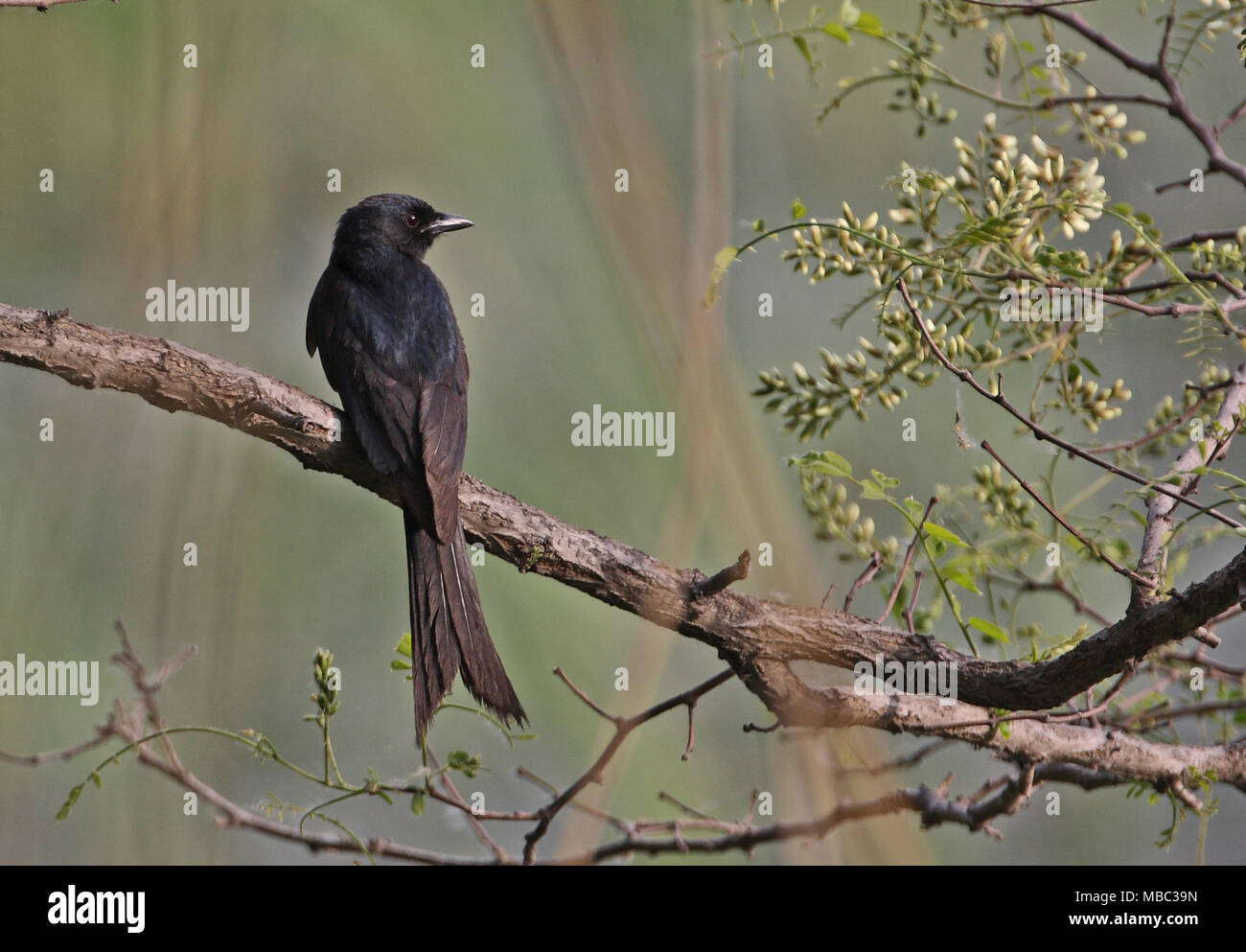 Black Drongo (Dicrurus macrocercus cathoecus) first summer perched on ...