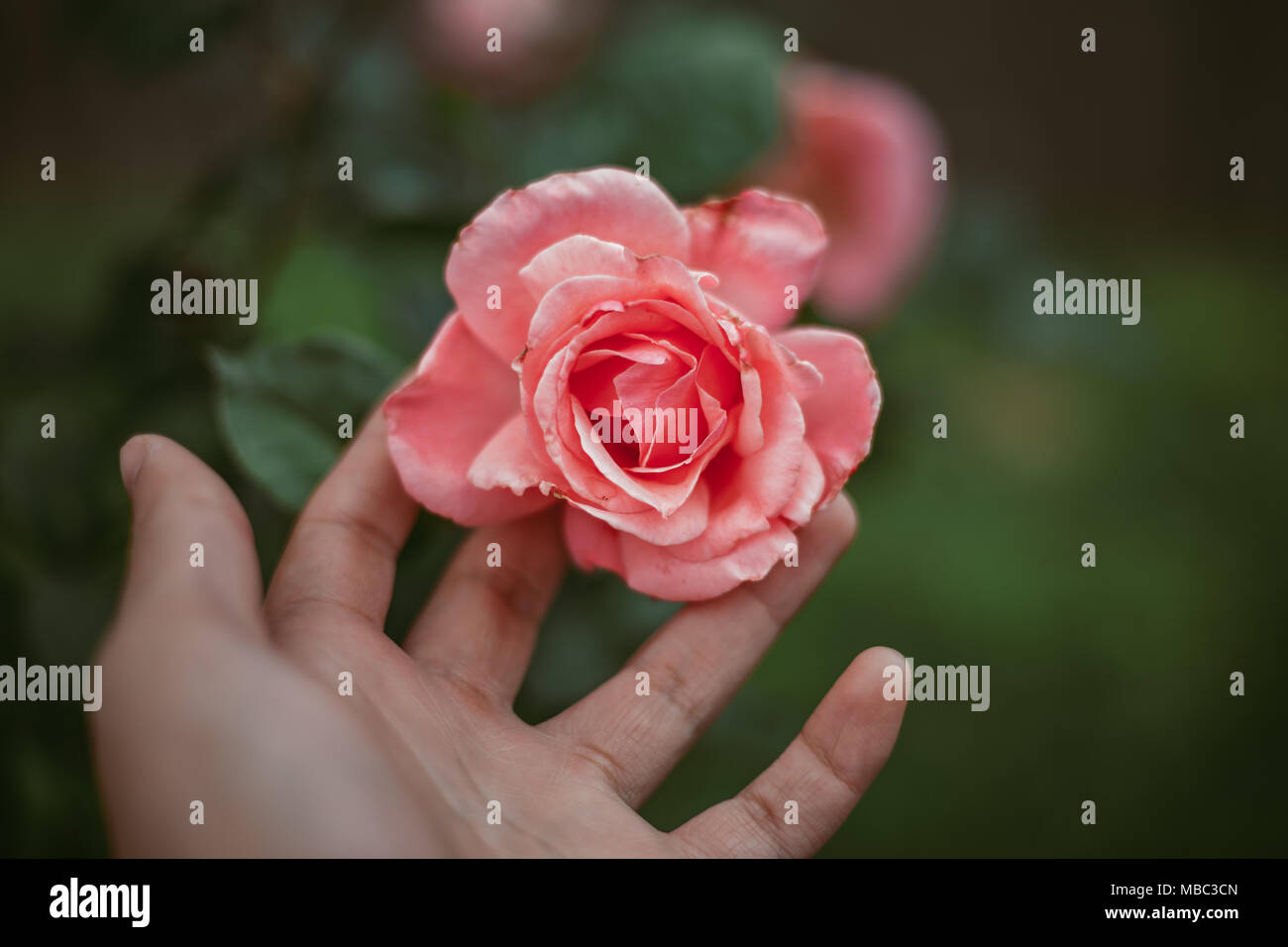 Heinrich rose hi-res stock photography and images - Alamy