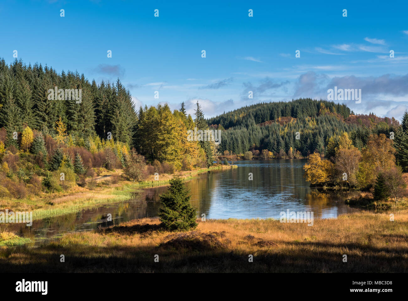 Autumn or Fall in the Queen Elizabeth Forest in the Trossachs National ...