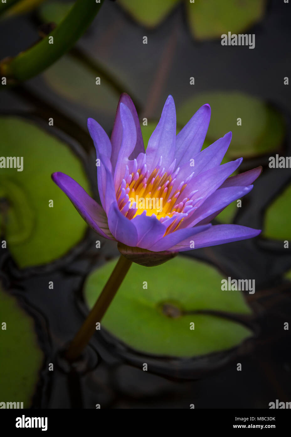 Beautiful Water lily close-up picture Stock Photo - Alamy