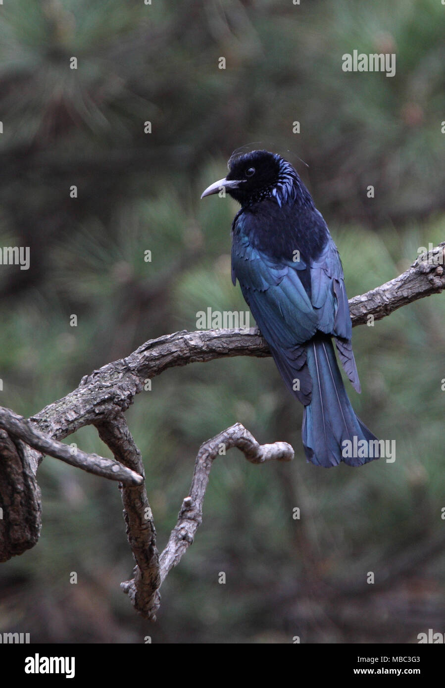 Hair crested drongos hi-res stock photography and images - Alamy