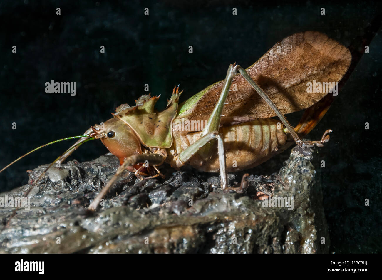 Dragon headed Katydid Stock Photo - Alamy
